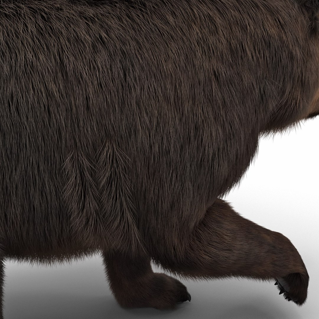 3d Bear Pose 2 Model