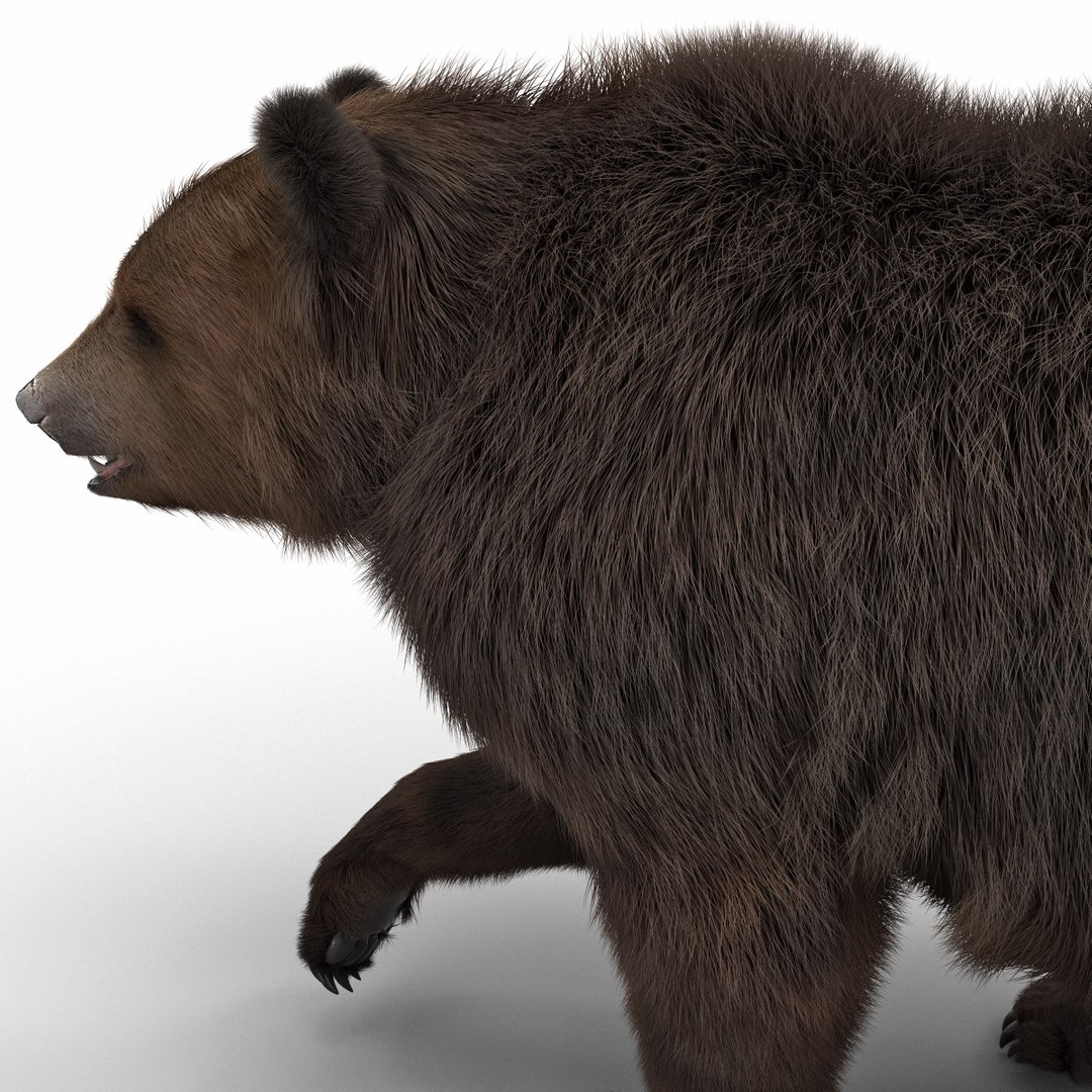 3d Bear Pose 2 Model