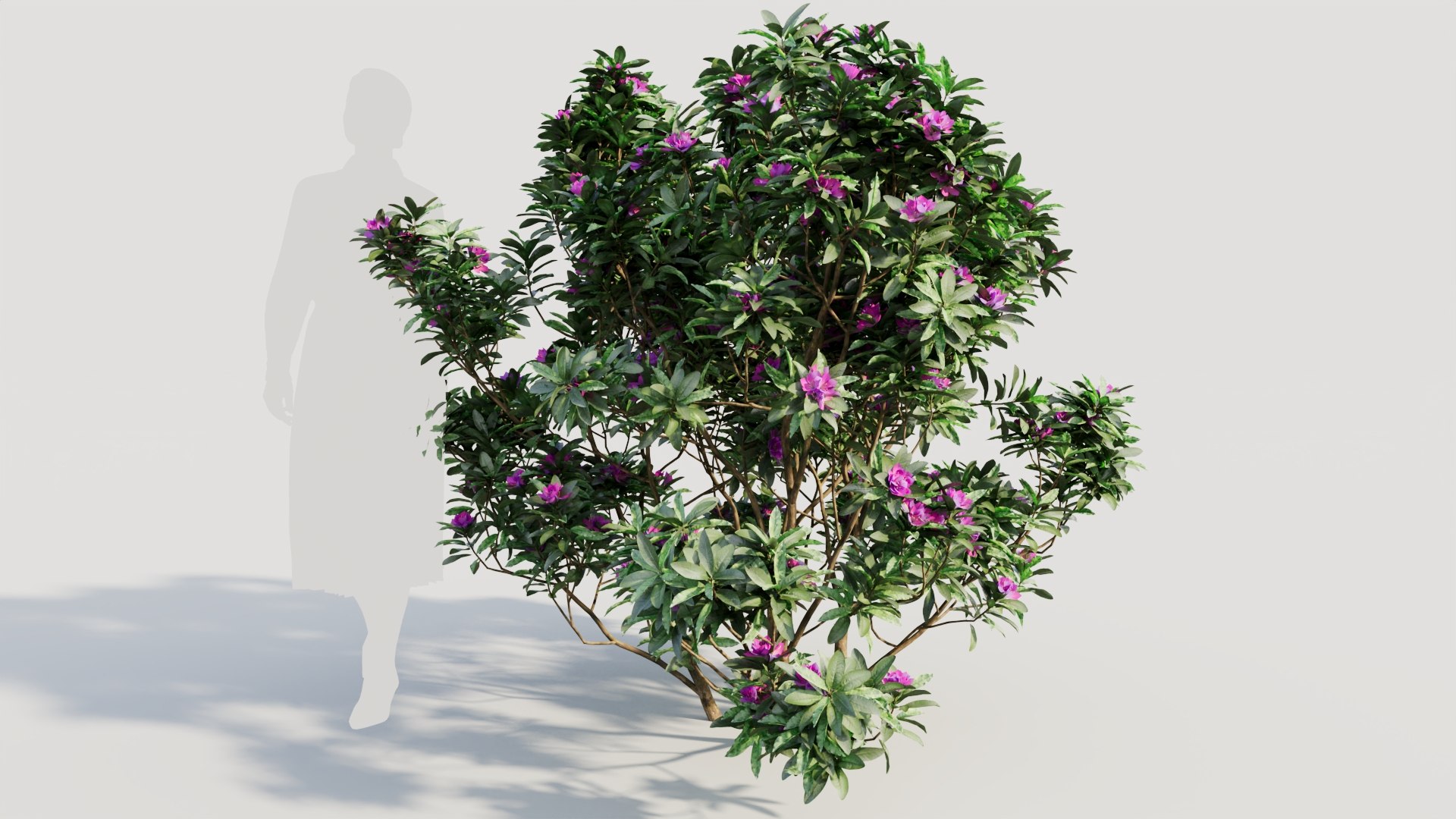 3D Rhododendron Ponticum C - TurboSquid 2195430