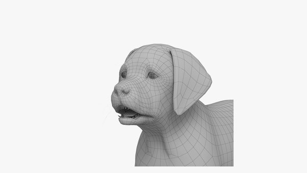 modelo 3d Cachorro Labrador Retriever - TurboSquid 2175770