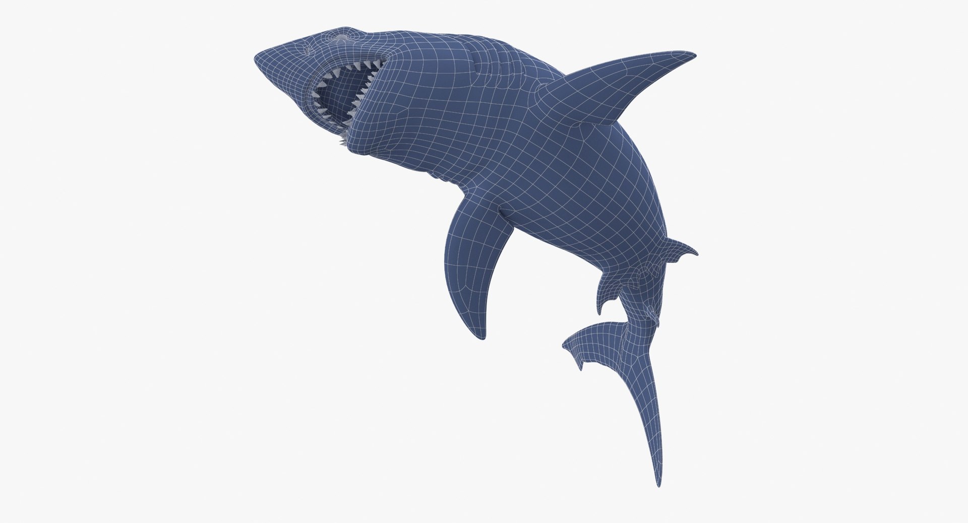 3D Great White Shark Rigged Model - TurboSquid 1523566