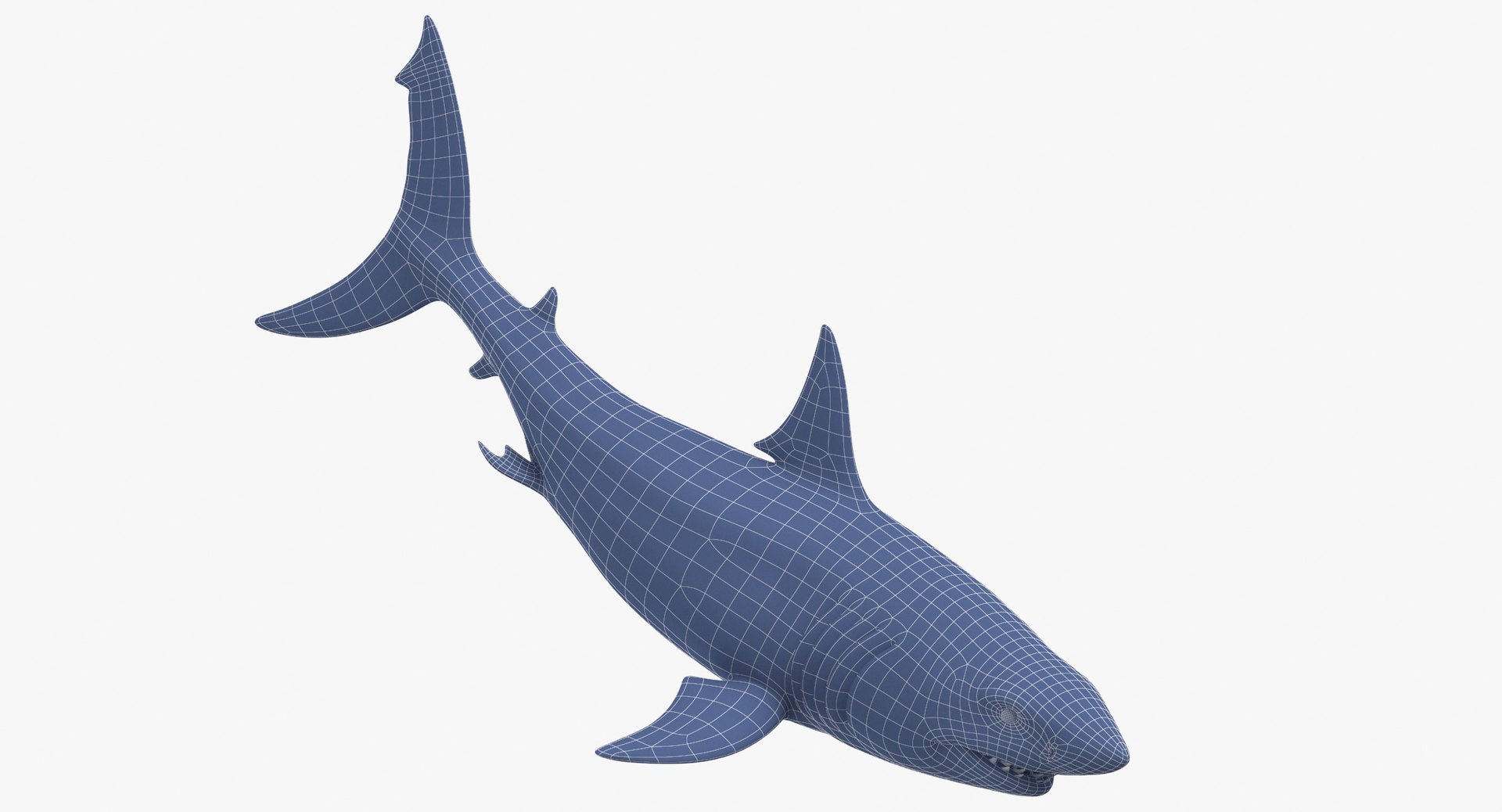 3D Great White Shark Rigged Model - TurboSquid 1523566