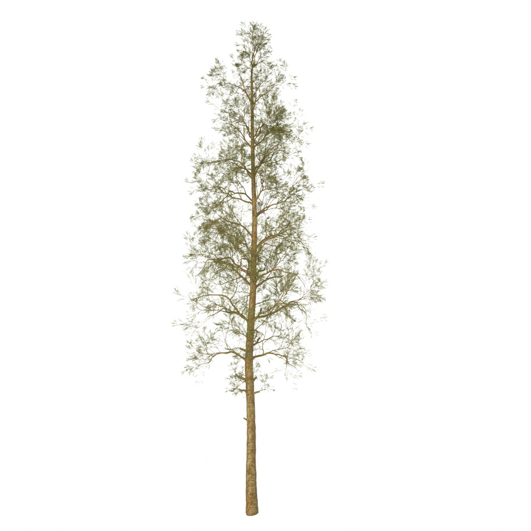 3D Pine Tree Model - TurboSquid 1379397