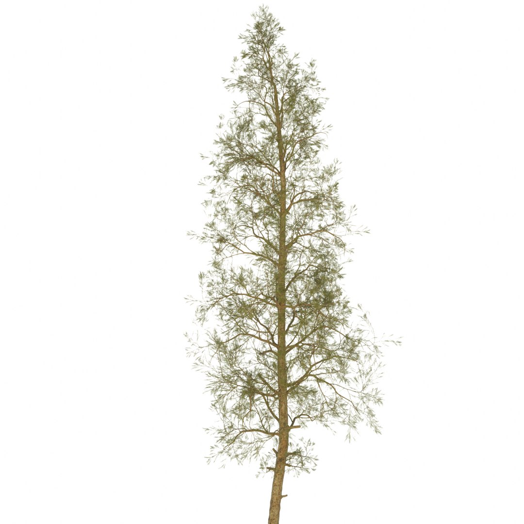 3D Pine Tree Model - TurboSquid 1379397
