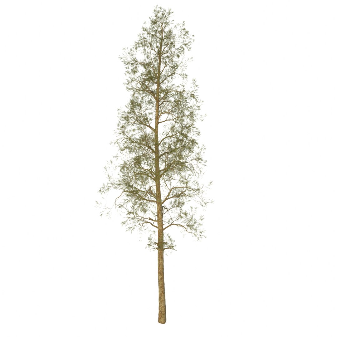 3D Pine Tree Model - TurboSquid 1379397