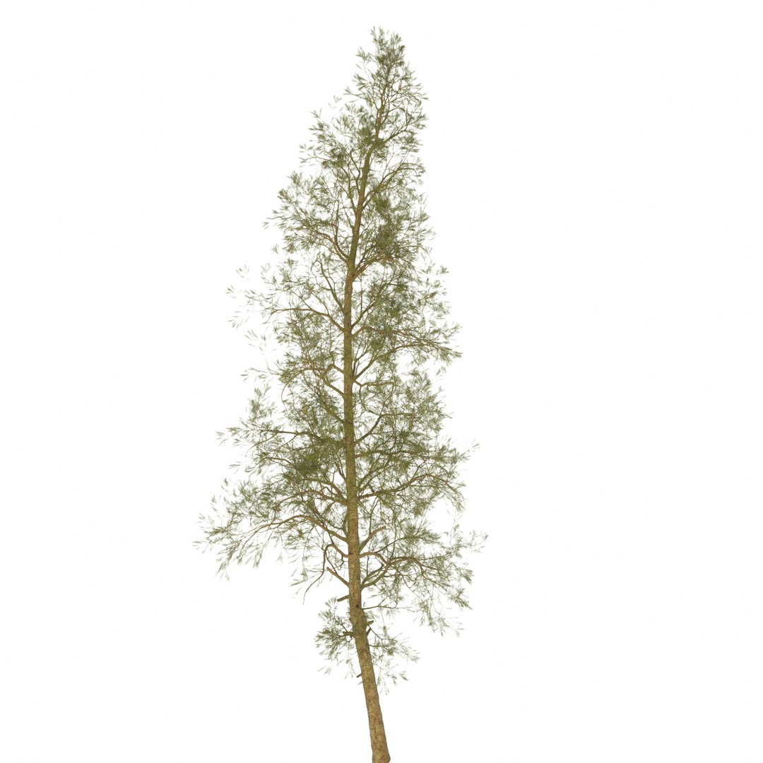3D Pine Tree Model - TurboSquid 1379397