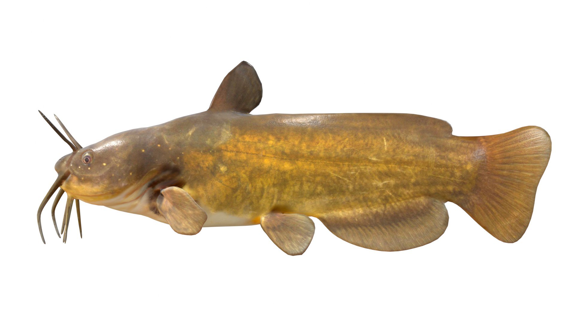 Yellow Bullhead Fish 3D Model - TurboSquid 2512826