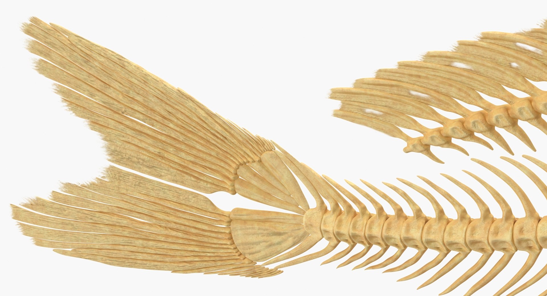 Carp skeleton 3D - TurboSquid 1328426