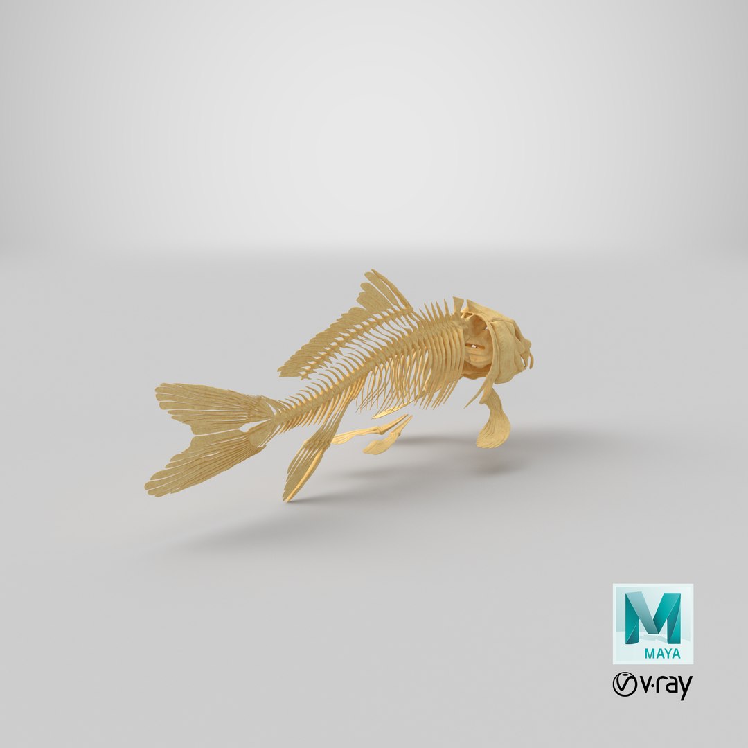 koi carp skeleton