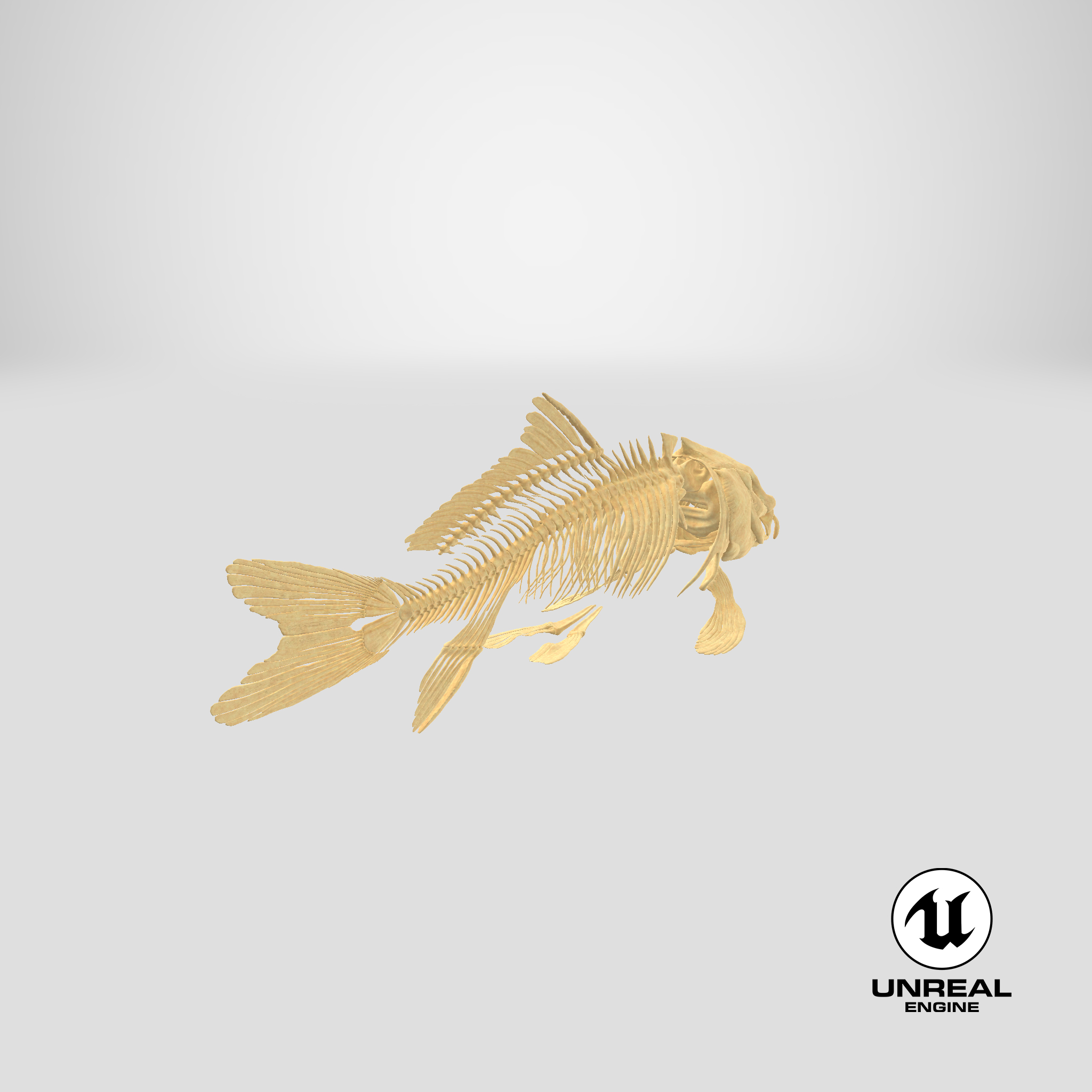 Carp skeleton 3D - TurboSquid 1328426
