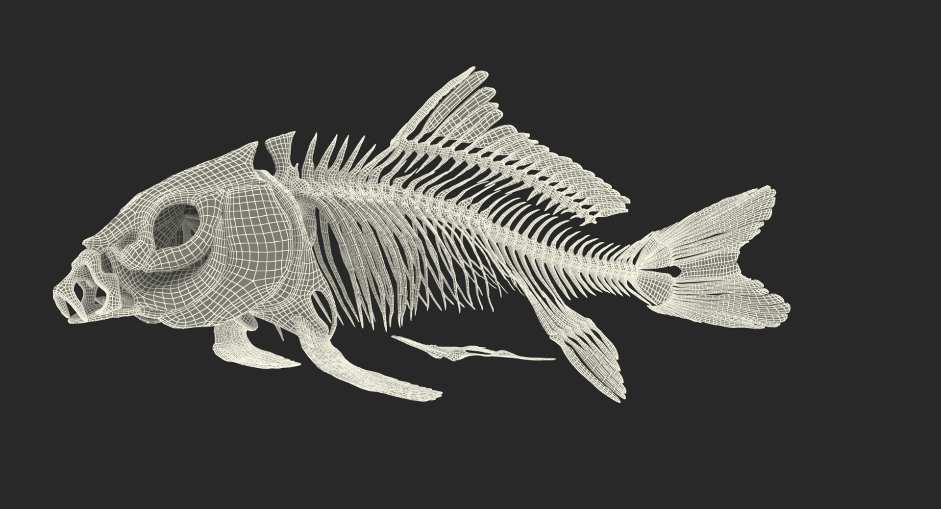 Carp Skeleton 3D - TurboSquid 1328426