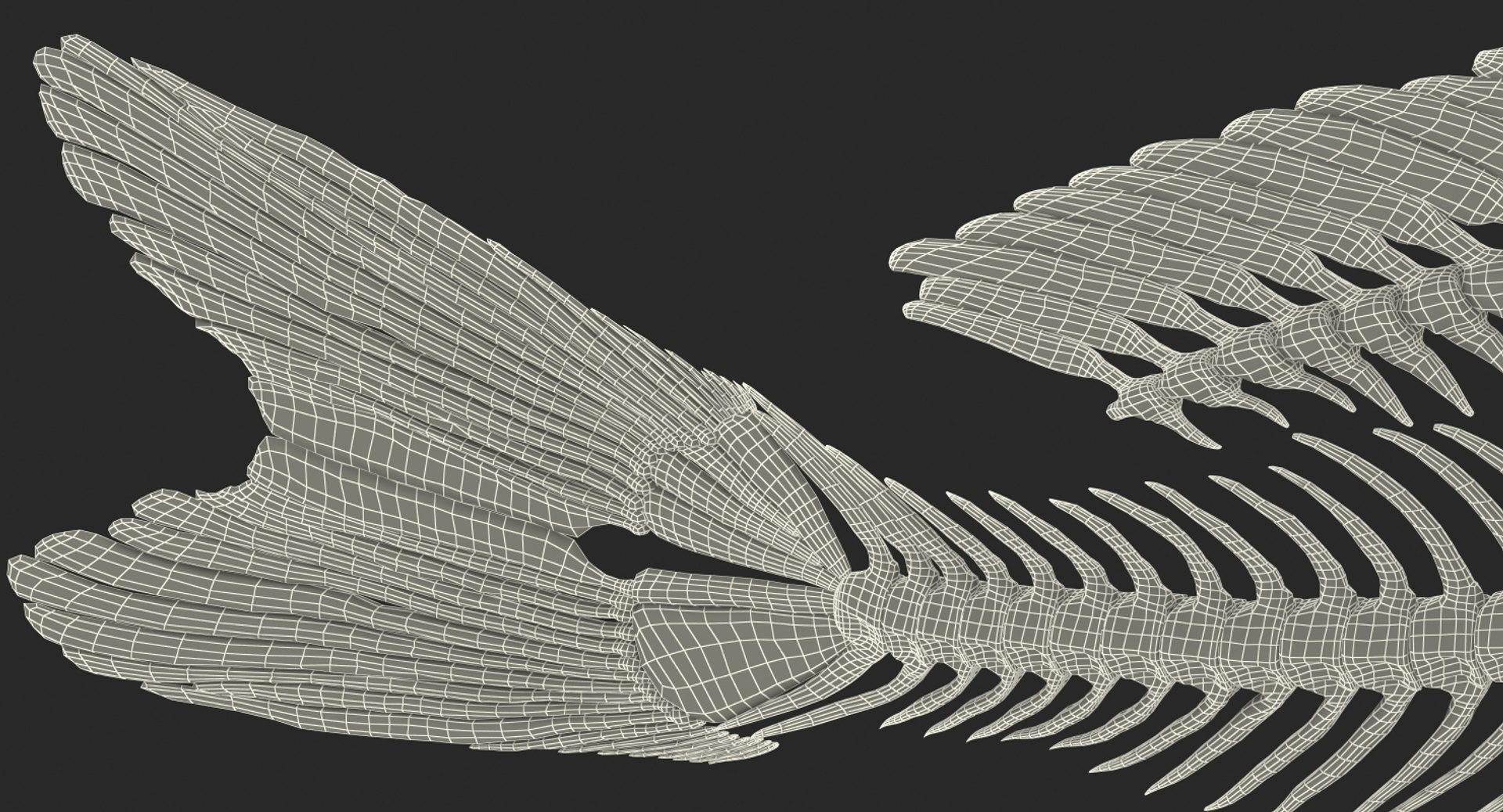 Carp skeleton 3D - TurboSquid 1328426