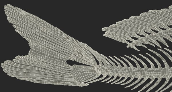 Carp skeleton 3D - TurboSquid 1328426