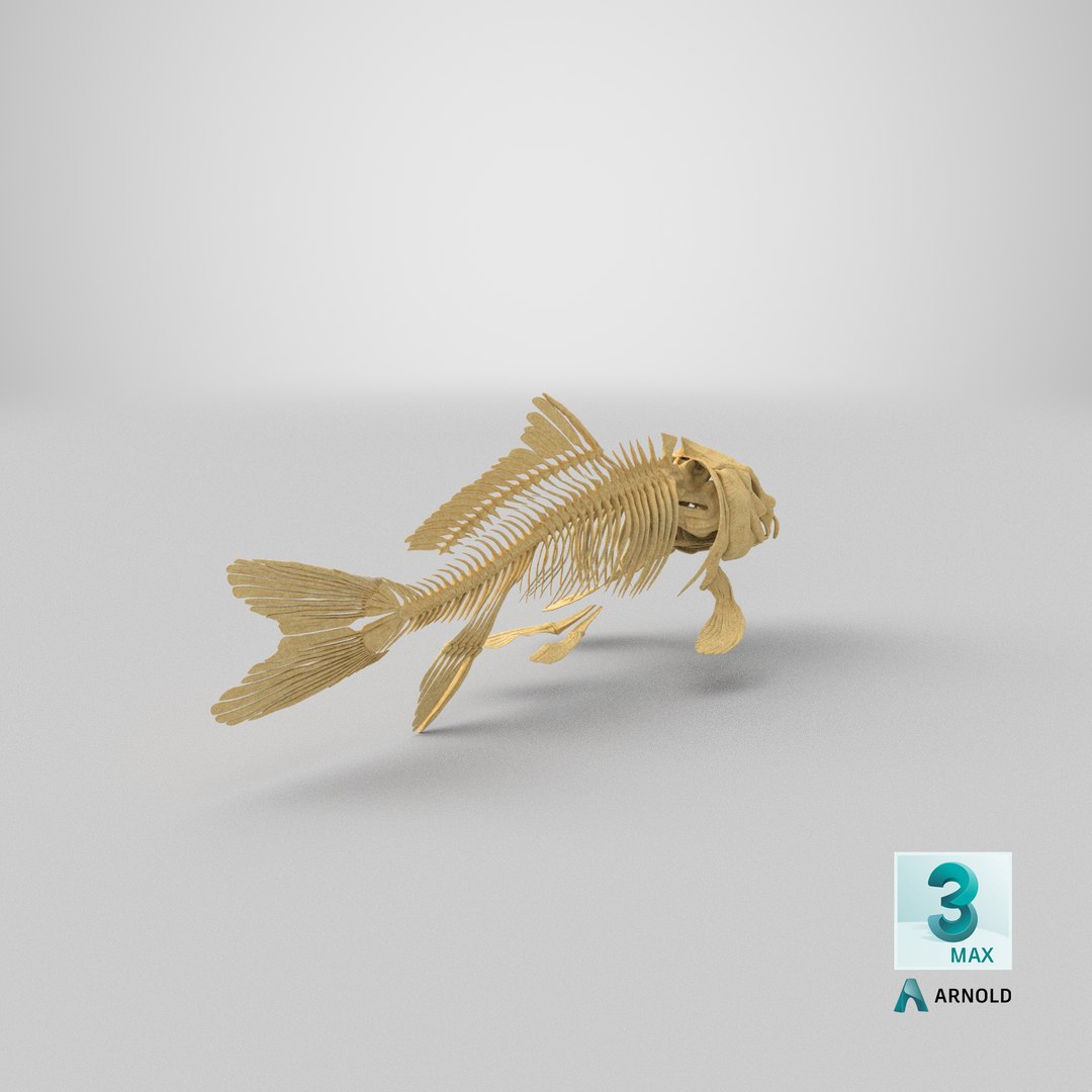 Carp skeleton 3D - TurboSquid 1328426