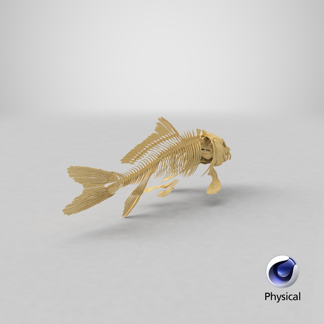 Carp skeleton 3D - TurboSquid 1328426
