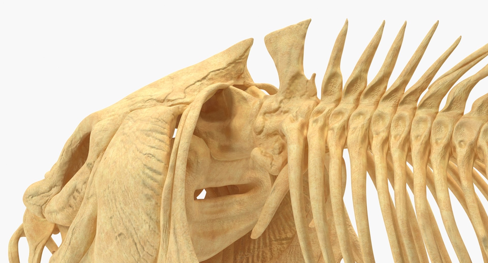 Carp skeleton 3D - TurboSquid 1328426