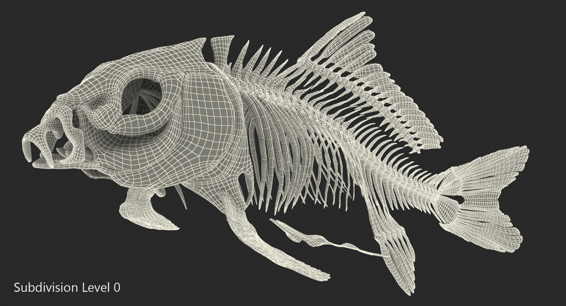 Carp skeleton 3D - TurboSquid 1328426