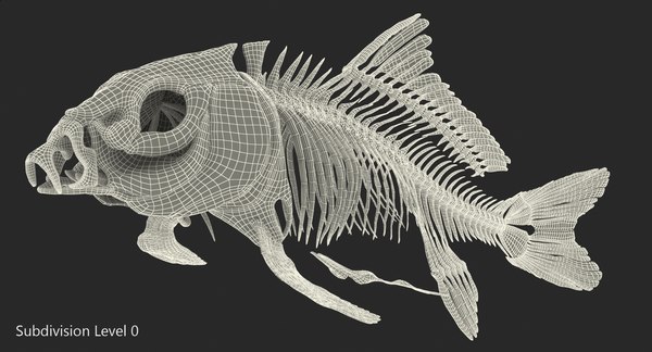 Carp skeleton 3D - TurboSquid 1328426