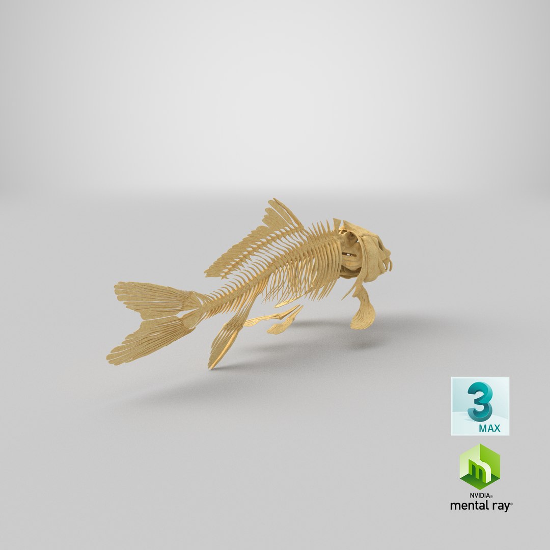 Carp skeleton 3D - TurboSquid 1328426