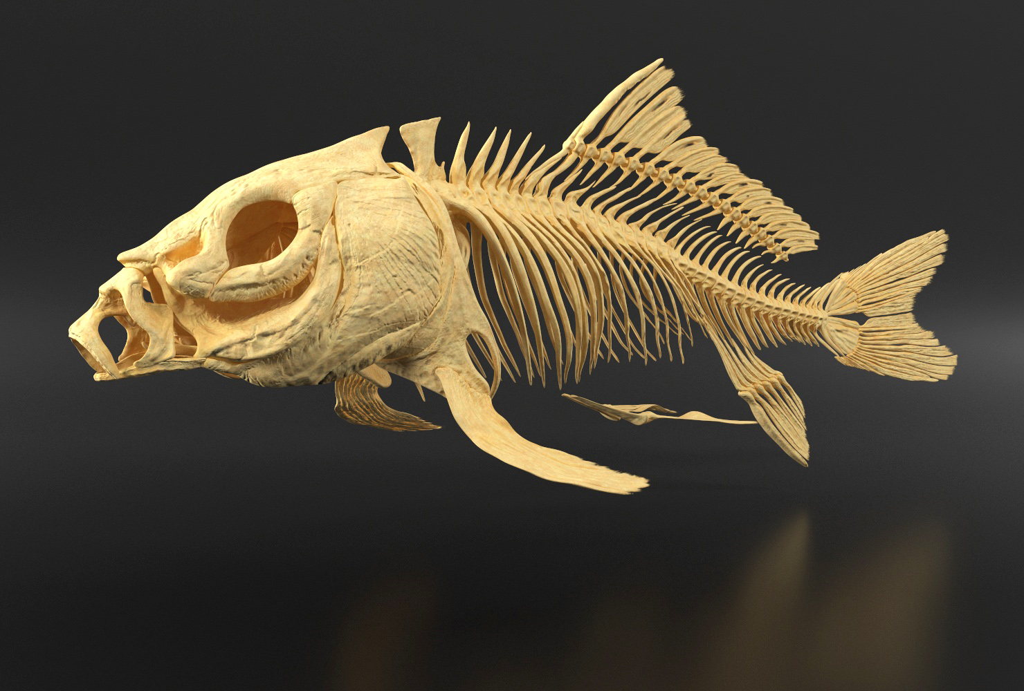 Carp skeleton 3D - TurboSquid 1328426