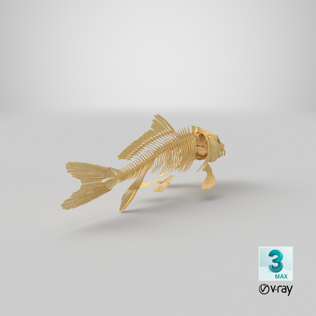 Carp skeleton 3D - TurboSquid 1328426