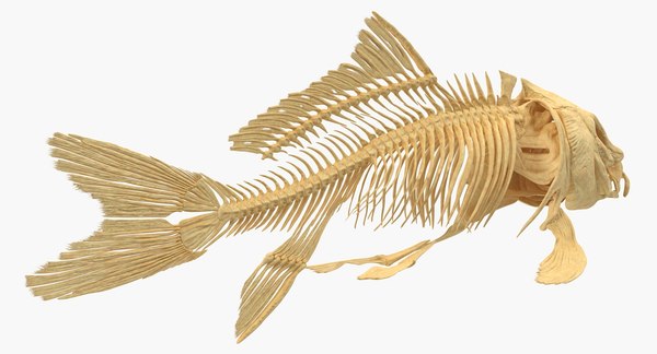 Carp skeleton 3D - TurboSquid 1328426