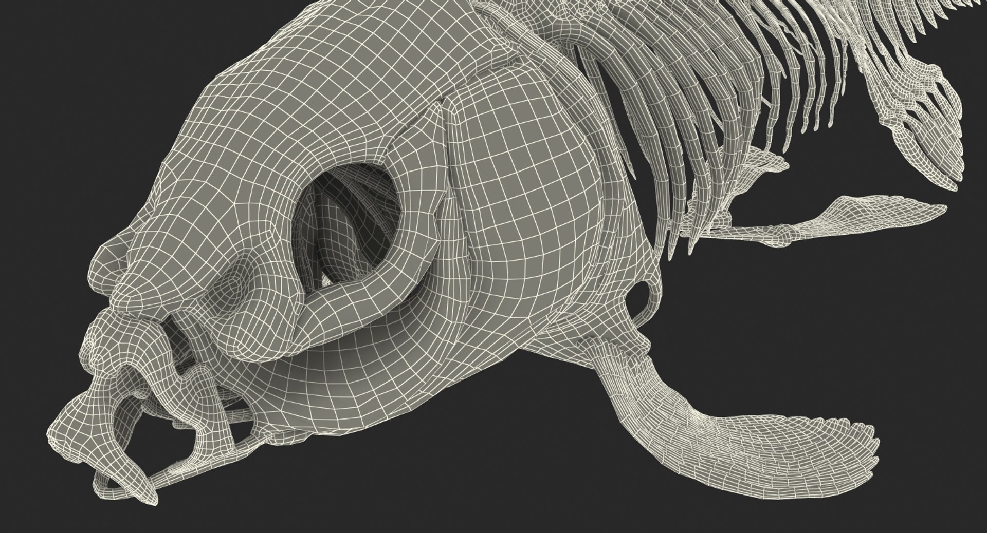 Carp skeleton 3D - TurboSquid 1328426