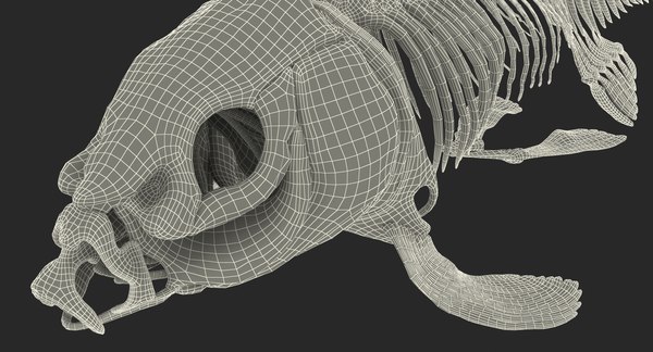 Carp skeleton 3D - TurboSquid 1328426