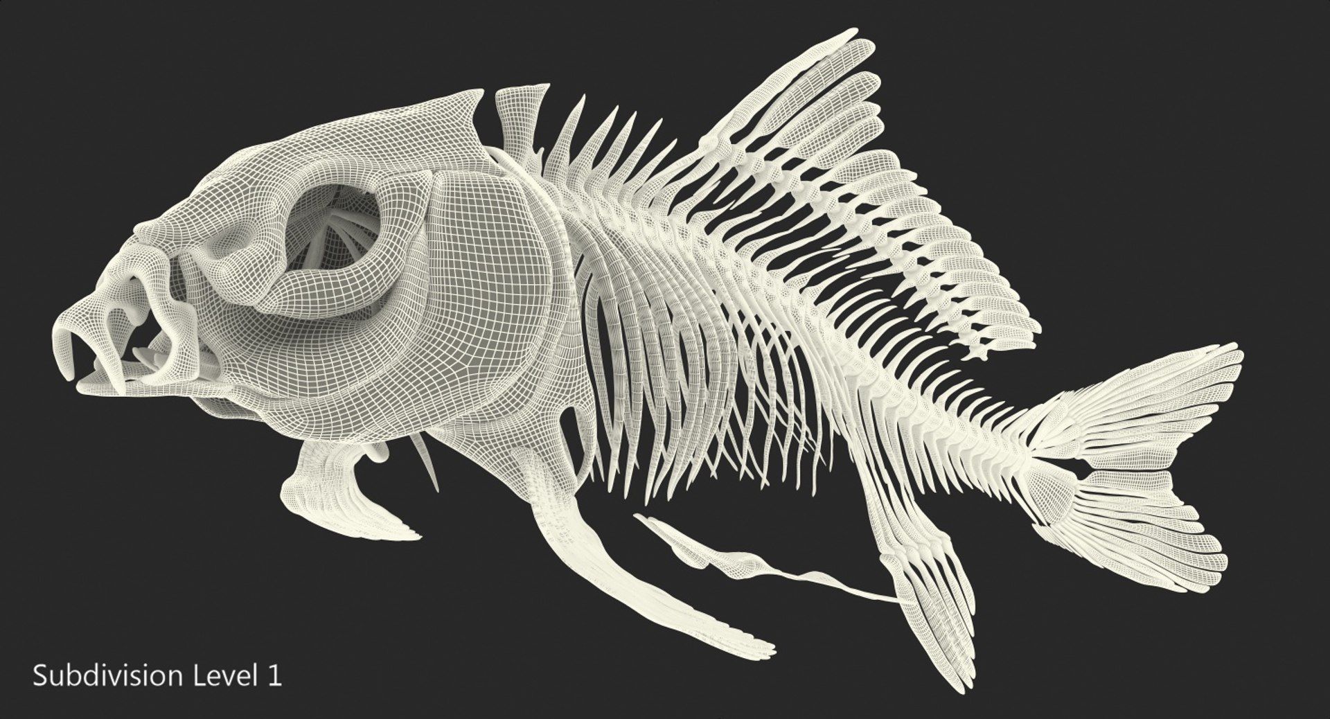 Carp skeleton 3D - TurboSquid 1328426