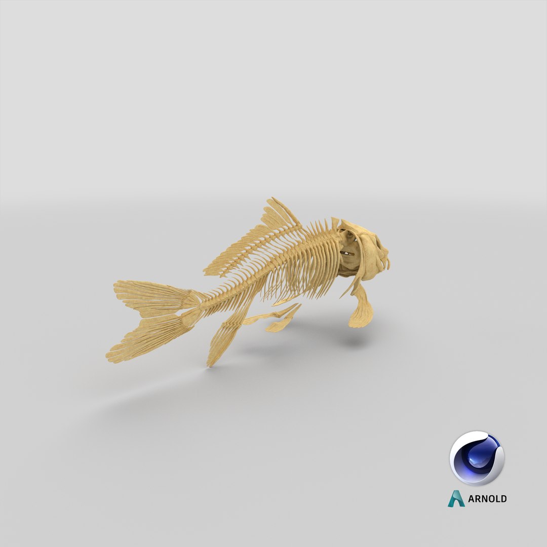 Carp skeleton 3D - TurboSquid 1328426