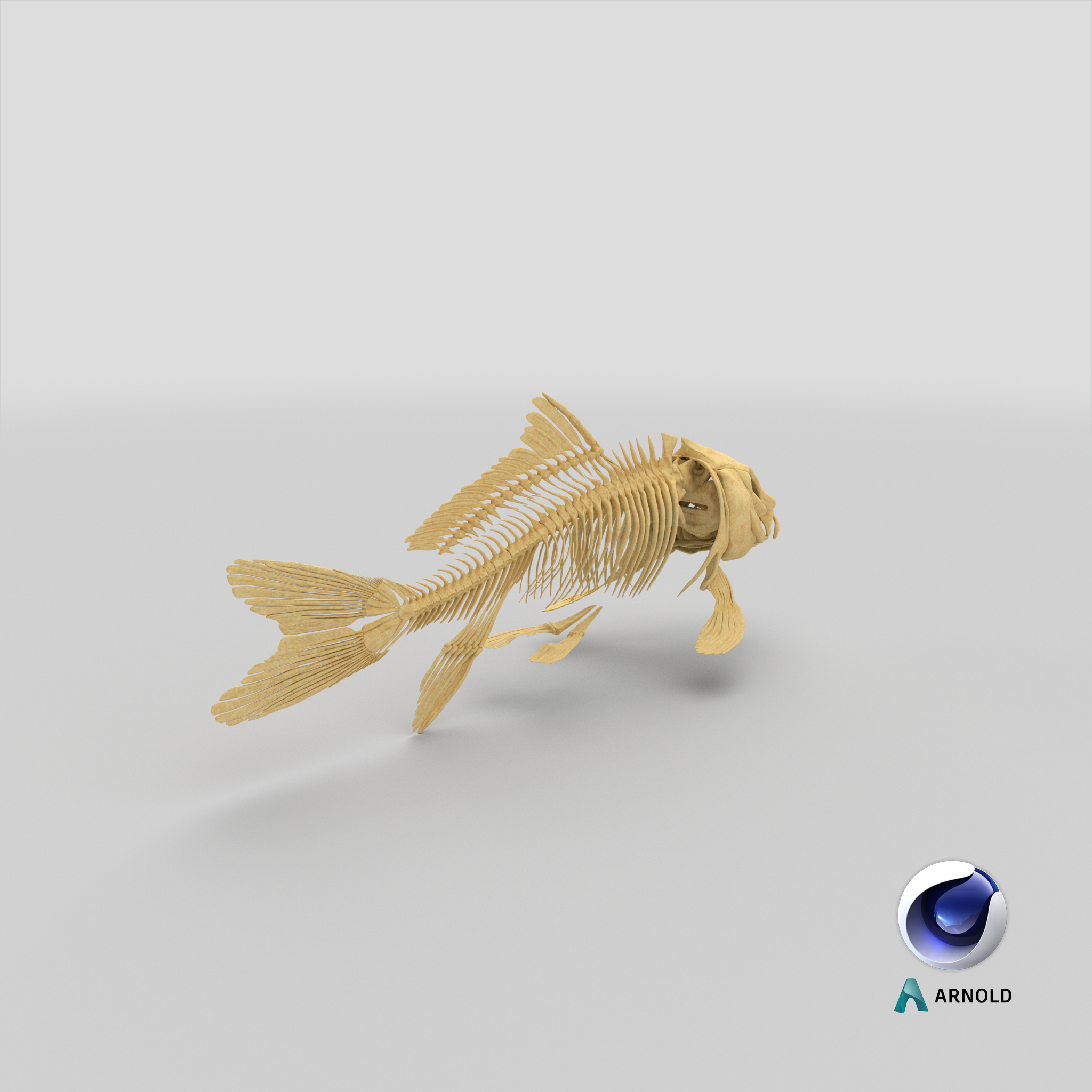 Carp skeleton 3D - TurboSquid 1328426