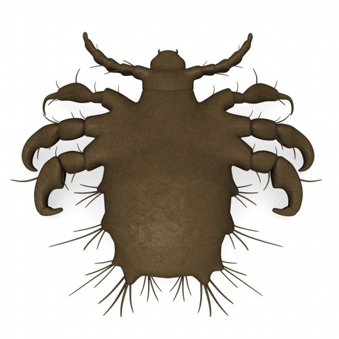 Pthirus Pubis Louse 3d Model