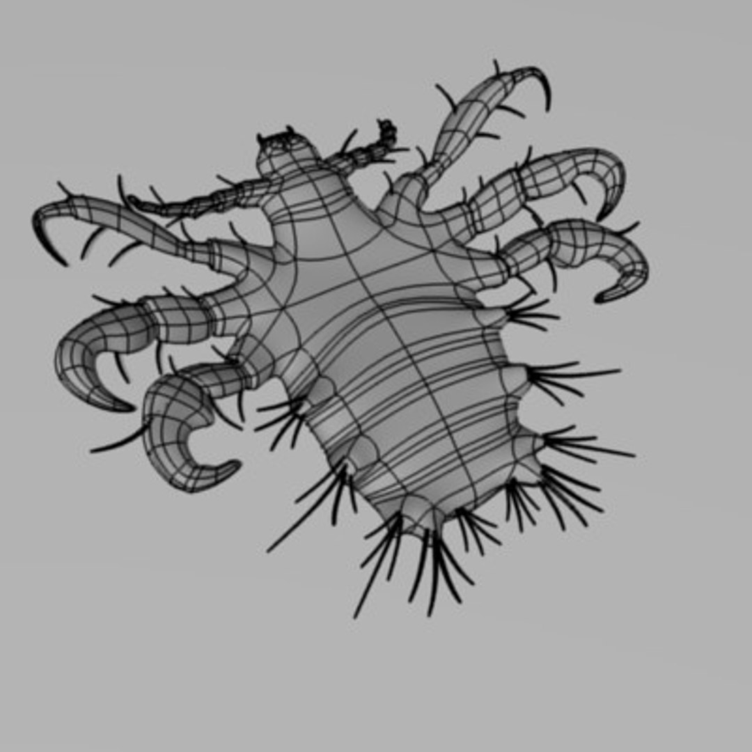 Pthirus Pubis Louse 3d Model