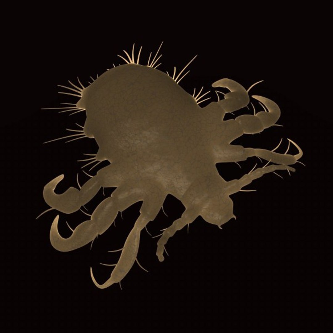 Pthirus Pubis Louse 3d Model