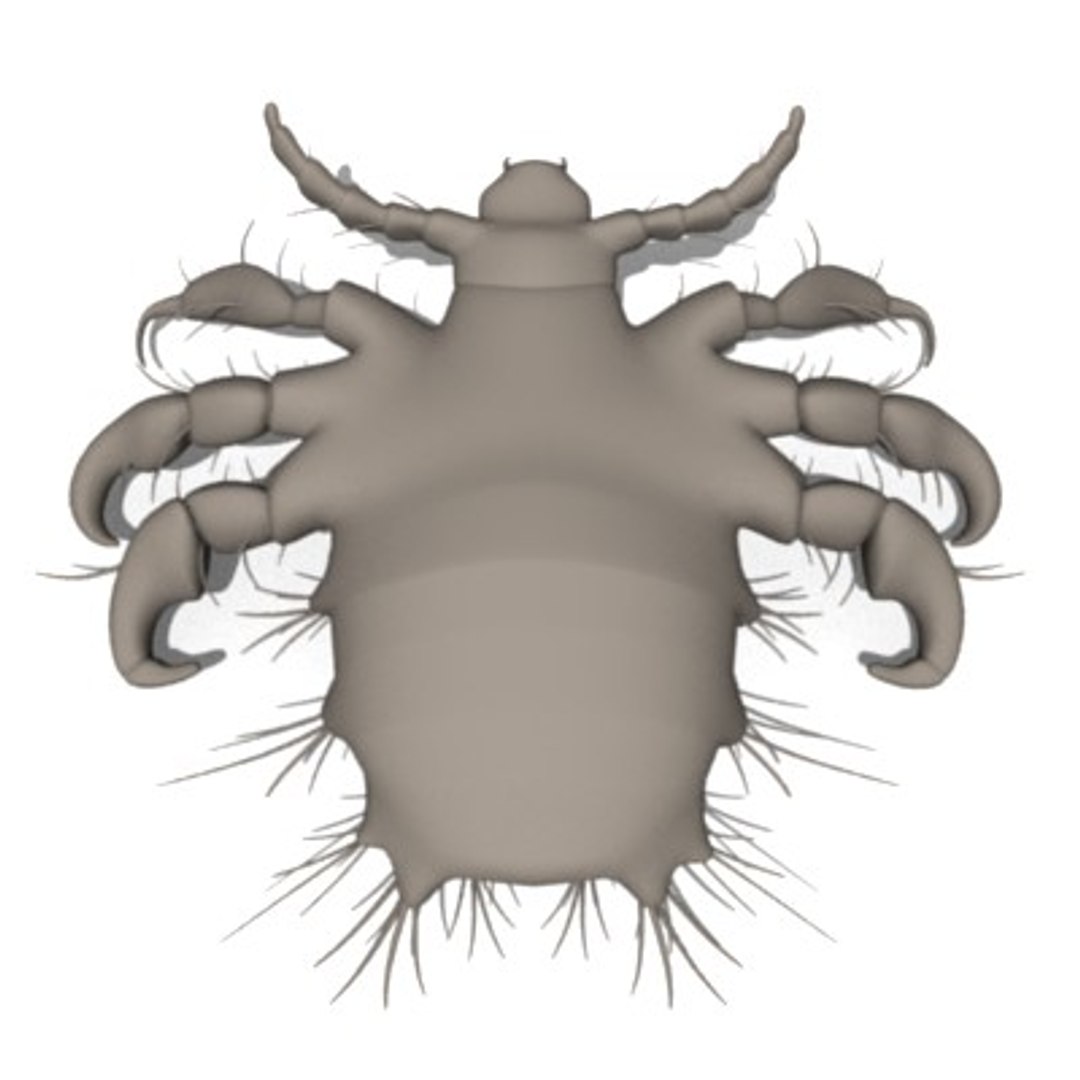 Pthirus Pubis Louse 3d Model