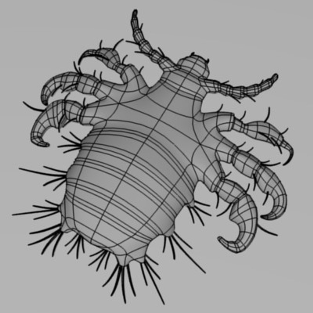 Pthirus Pubis Louse 3d Model