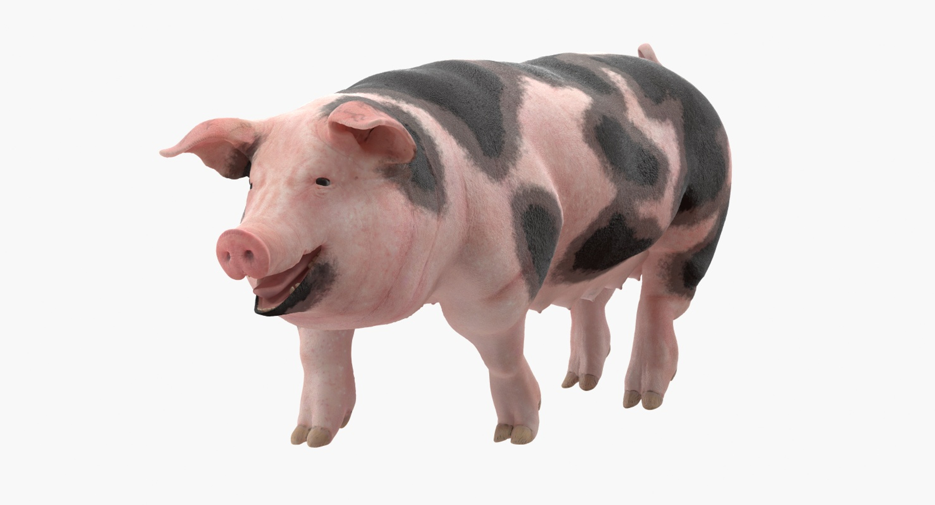 3D Pig Sow Peitrain Walking Model - TurboSquid 1355591