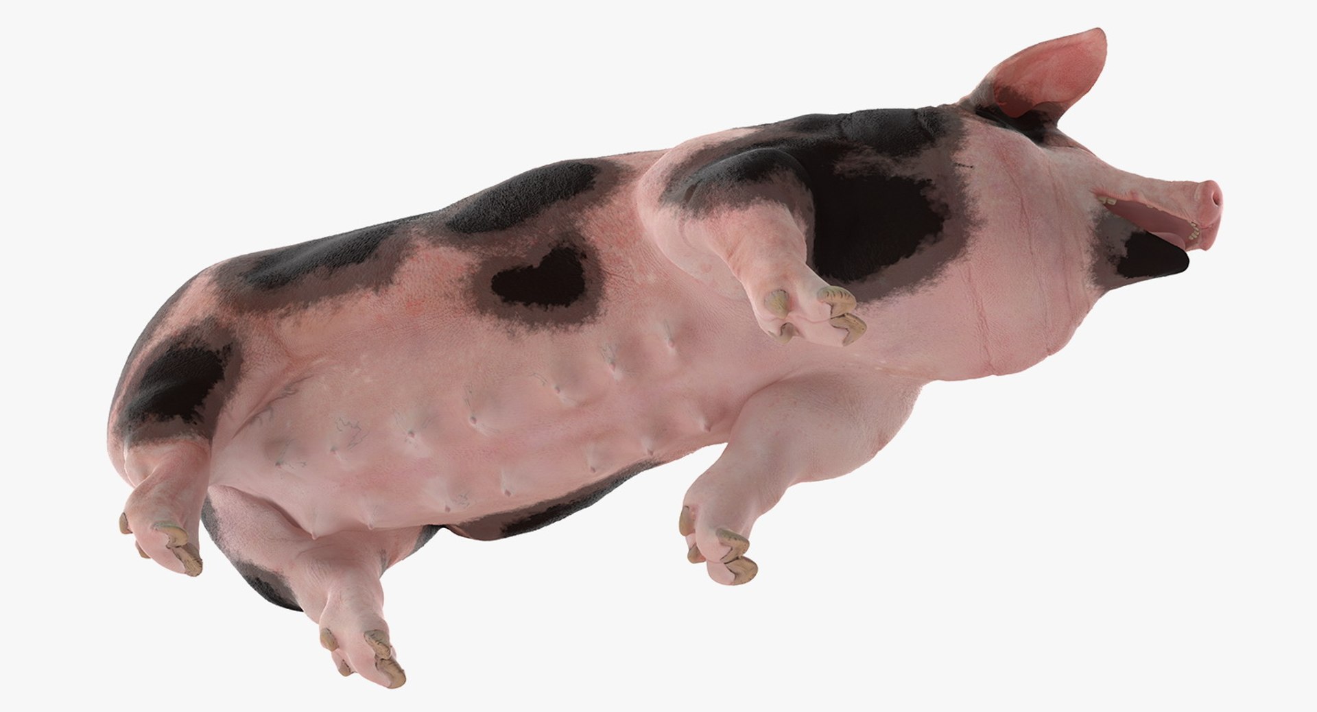 3D Pig Sow Peitrain Walking Model - TurboSquid 1355591
