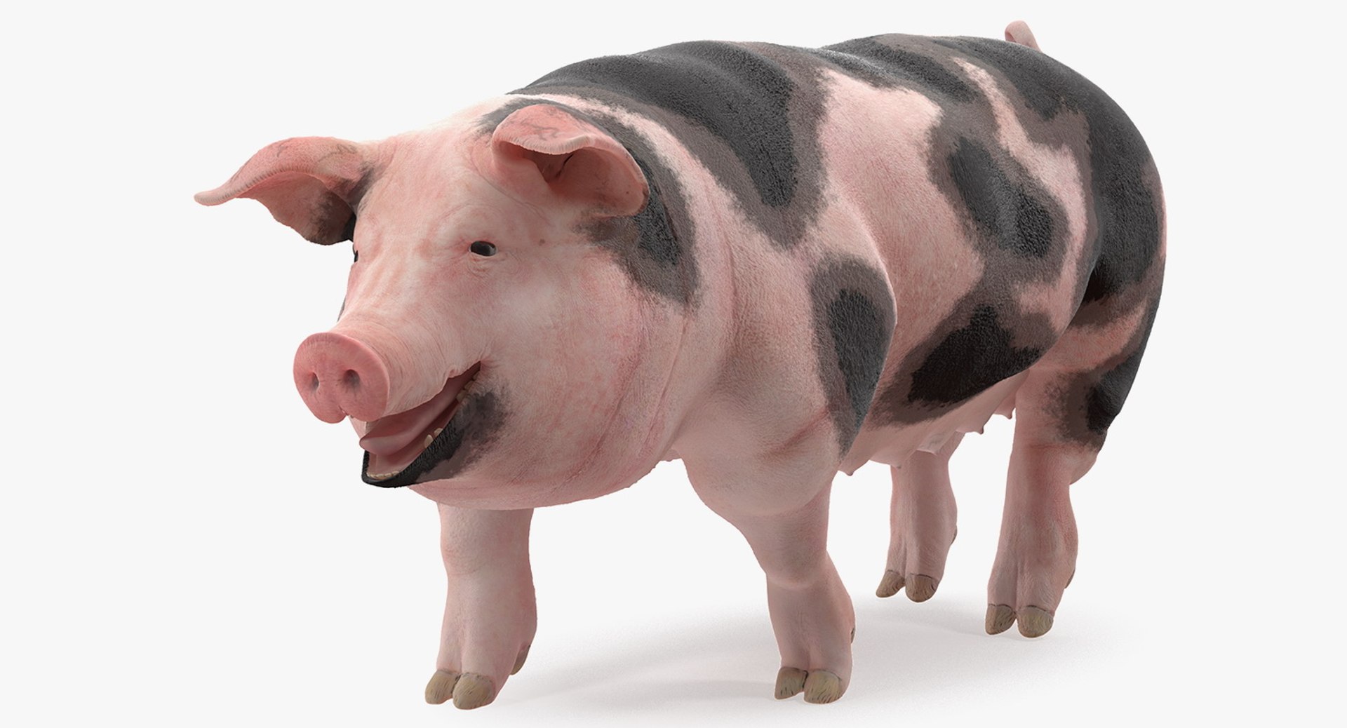 3D Pig Sow Peitrain Walking Model - TurboSquid 1355591