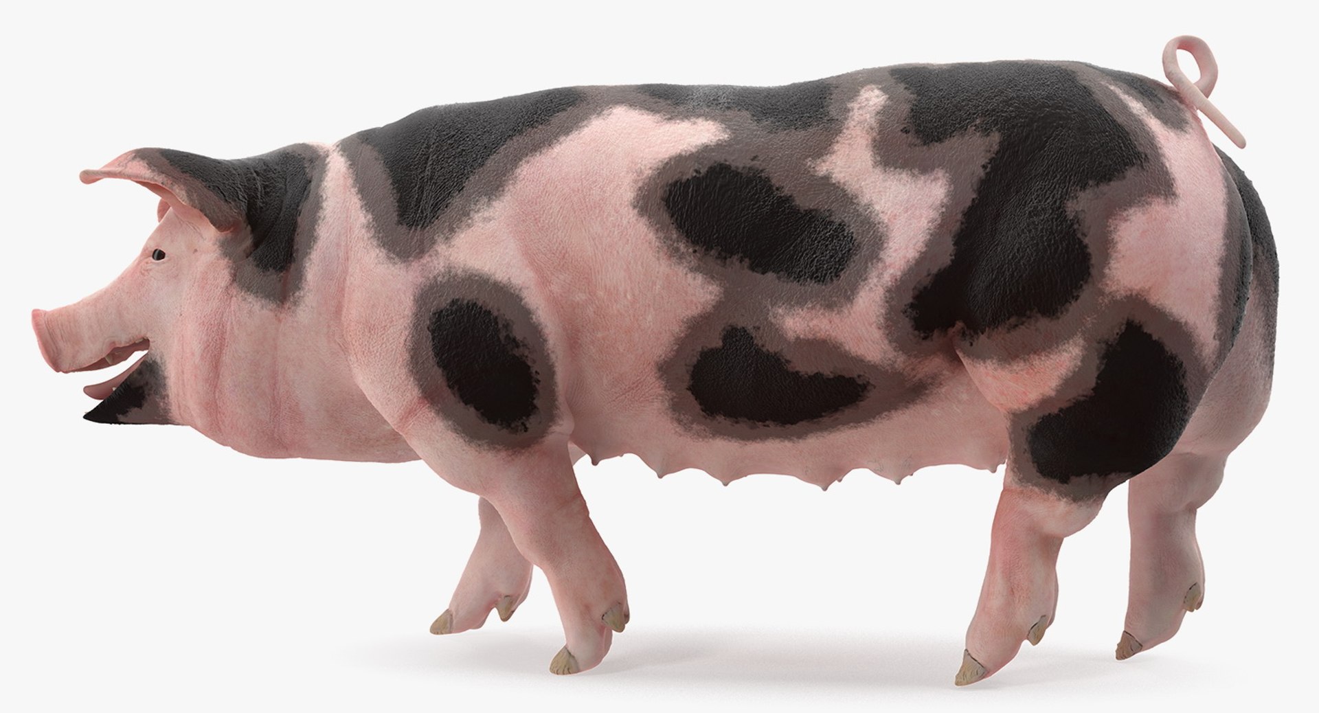 3D Pig Sow Peitrain Walking Model - TurboSquid 1355591