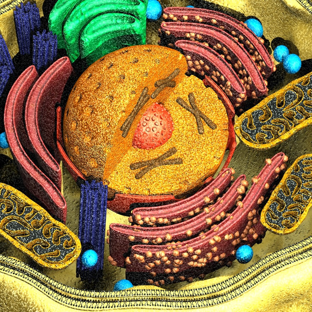 Human Cell 3d Max