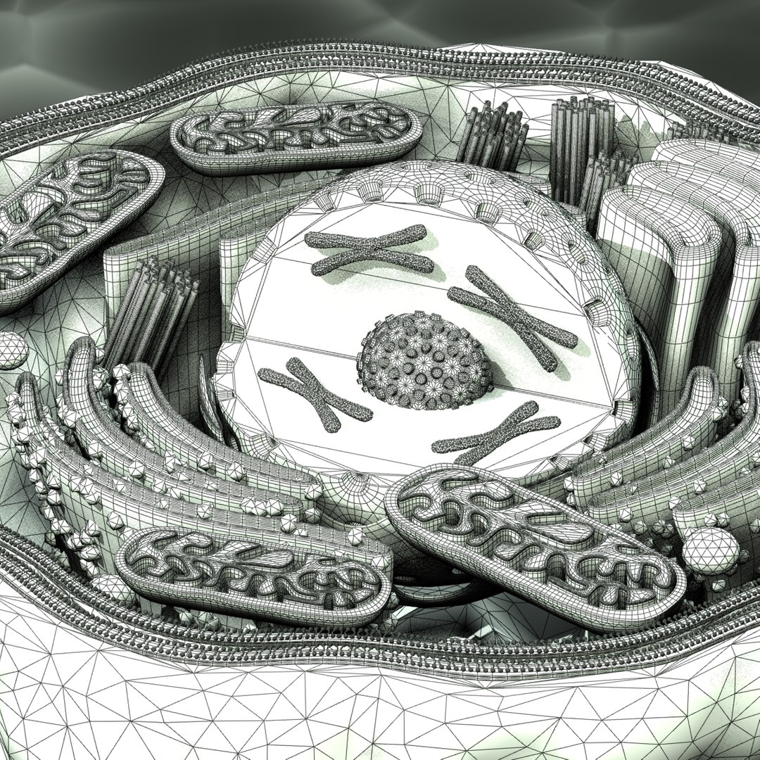 Human Cell 3d Max