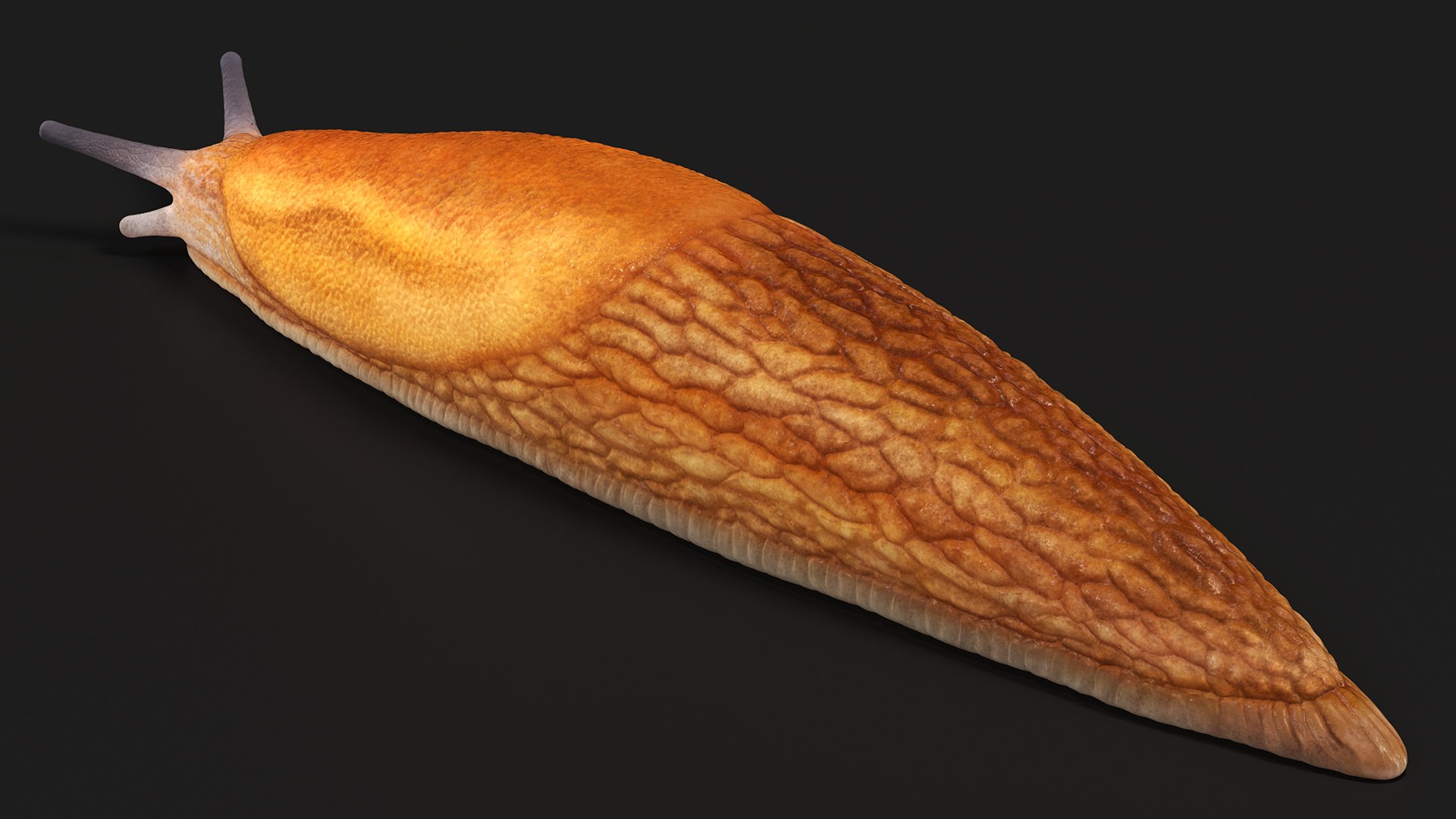 3D Slug Dusky Arion Rigged For Maya Model - TurboSquid 2018648