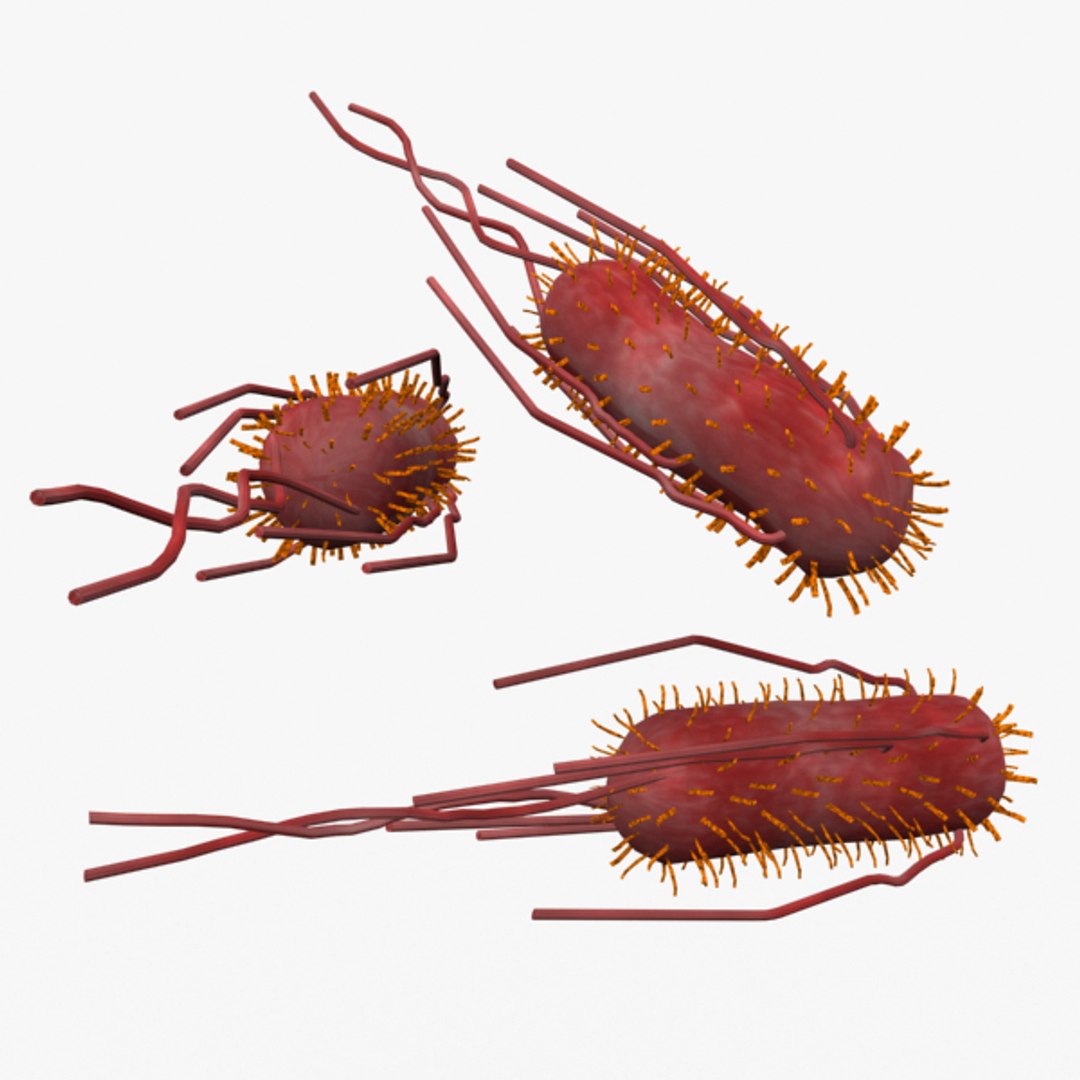 E Coli Bacteria 3d Max