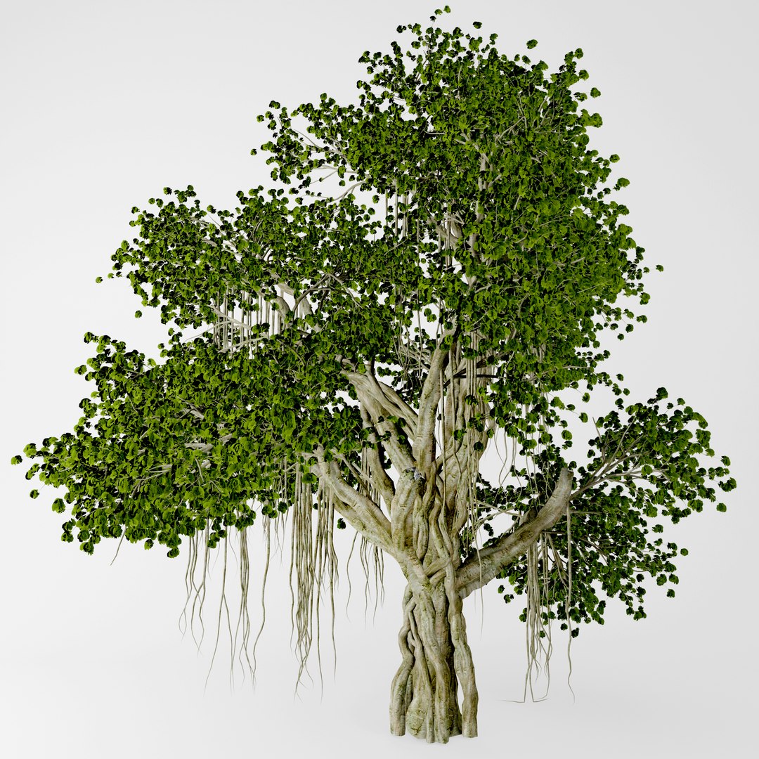 chinese banyan tree 3d max