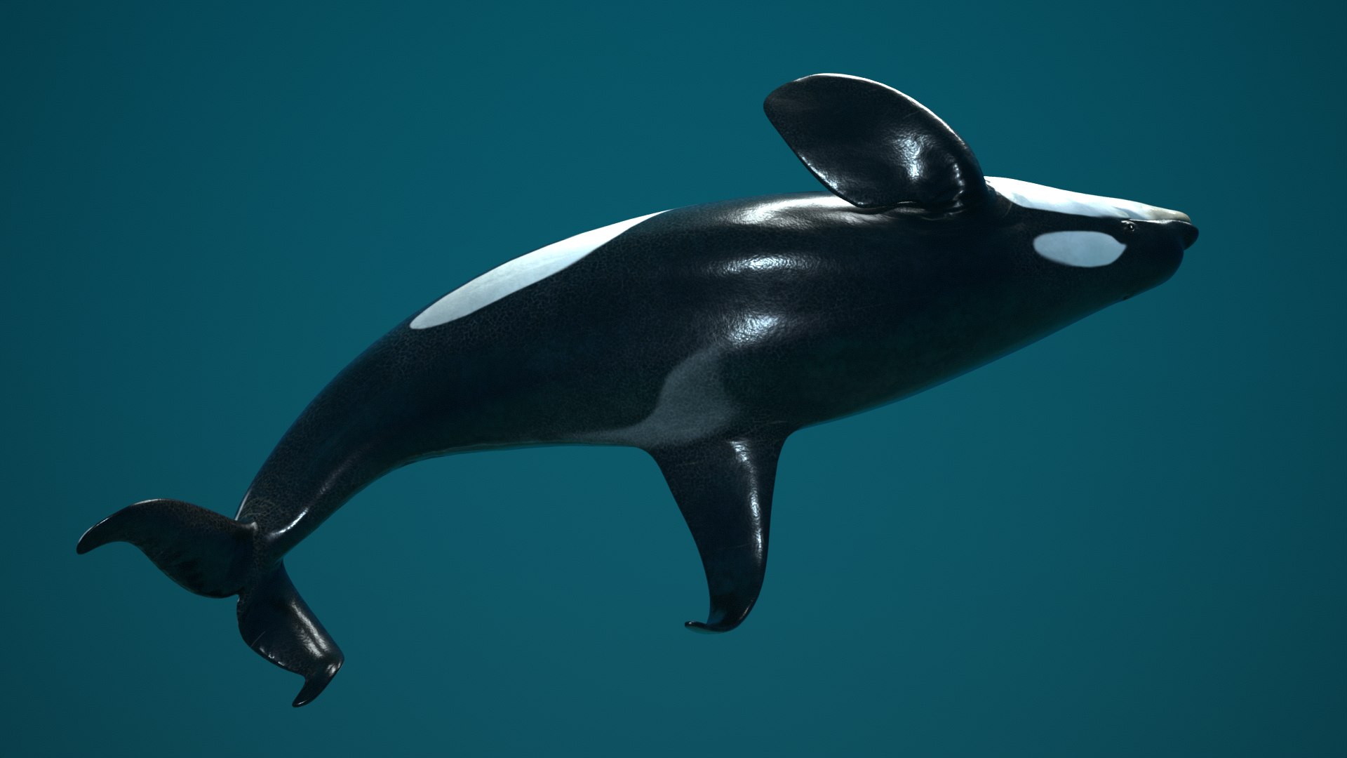 3D Killer Whale Rigged Animated Orca Realistic Low Poly Model ...