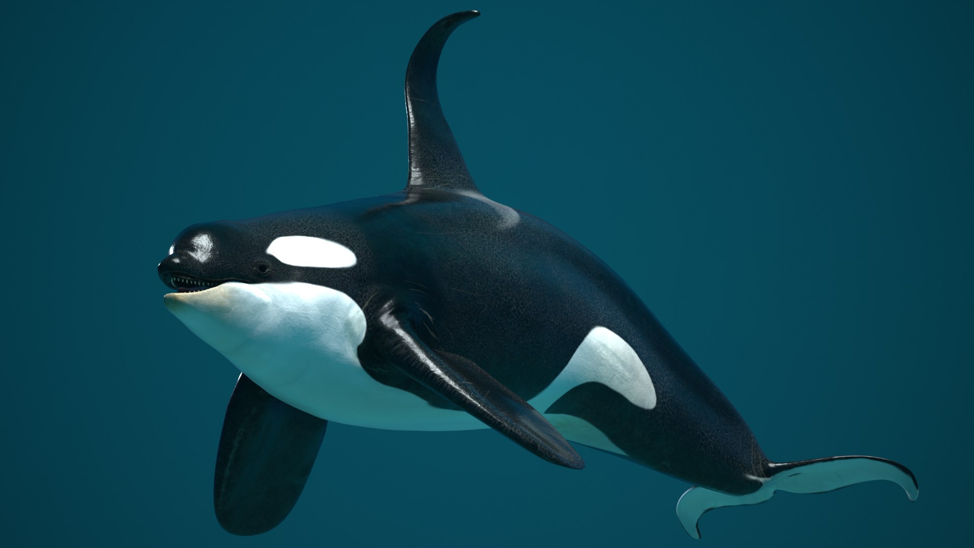 3D Killer Whale Rigged Animated Orca Realistic Low Poly Model ...