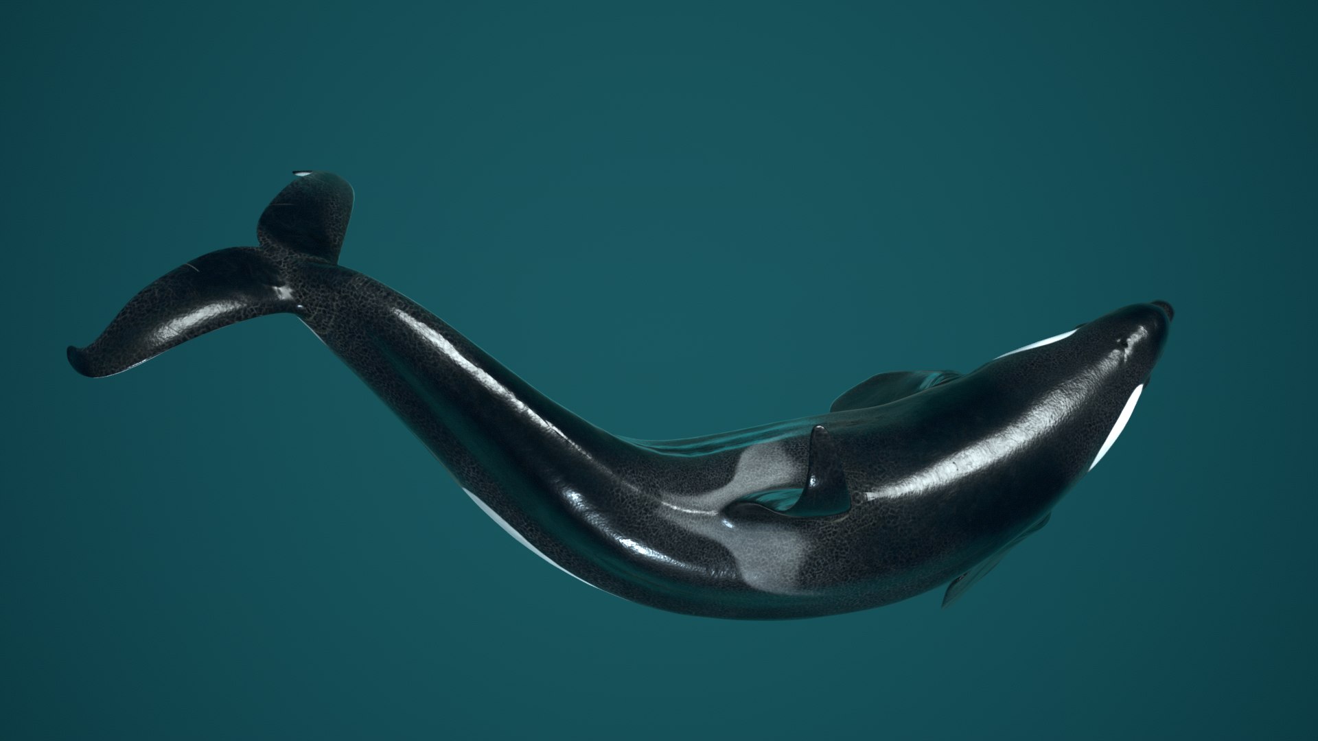 3D Killer Whale Rigged Animated Orca Realistic Low Poly Model ...