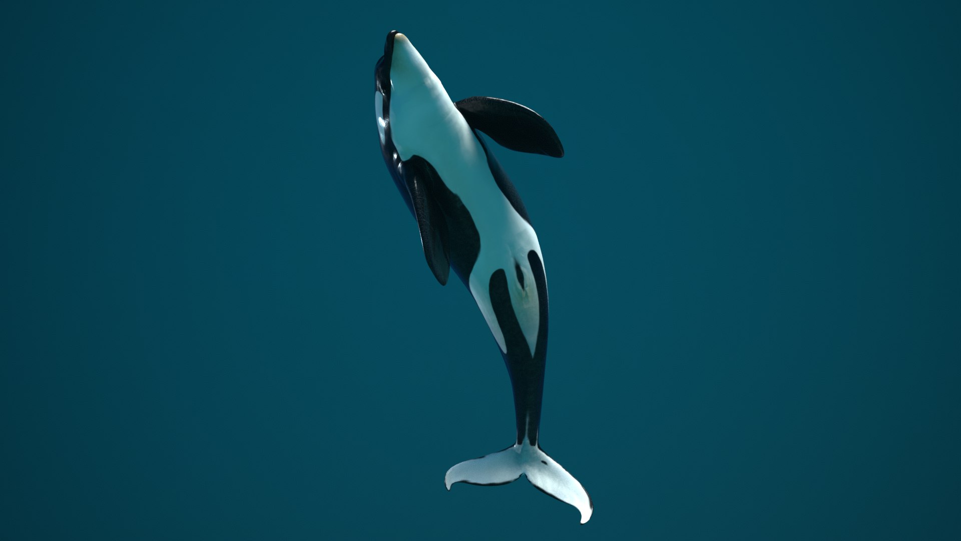 3D Killer Whale Rigged Animated Orca Realistic Low Poly Model ...