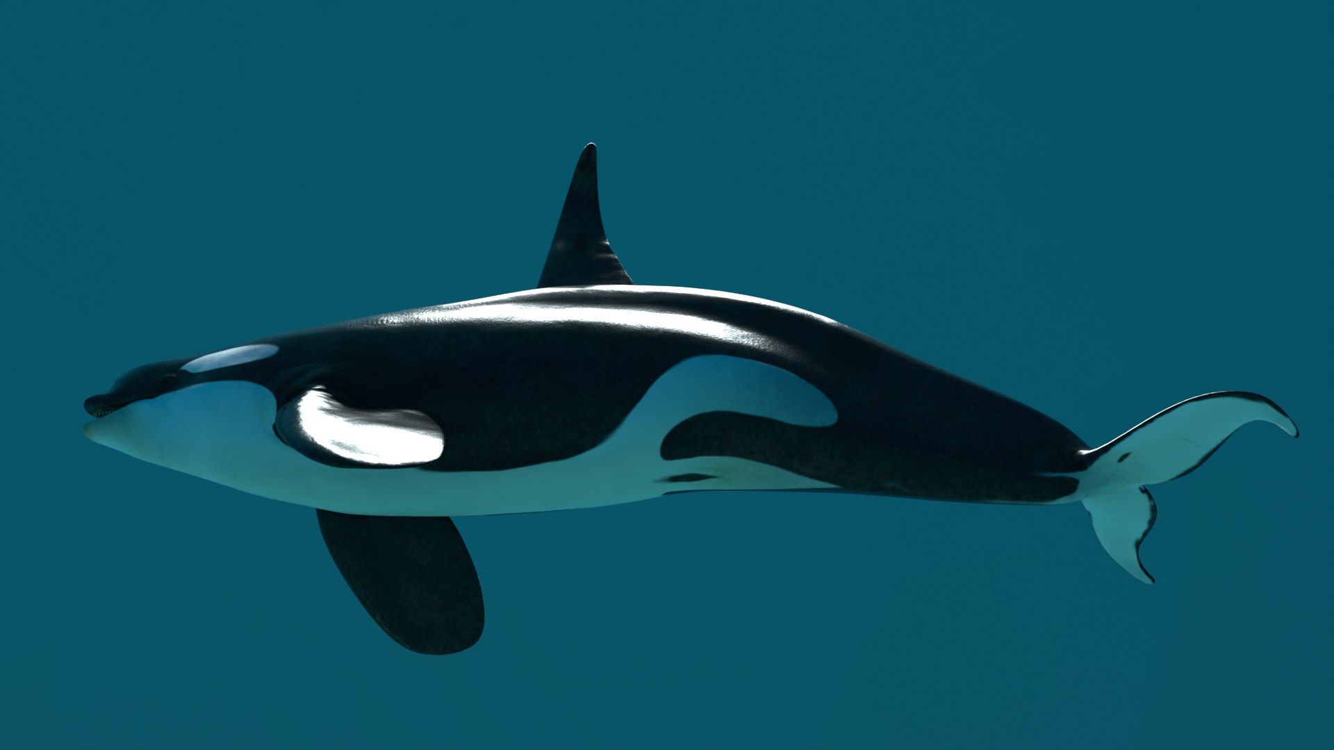 3D Killer Whale Rigged Animated Orca Realistic Low Poly Model ...